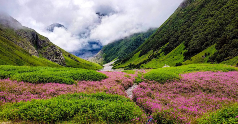 Valley of Flowers Uttarakhand Best Time to Visit - 7 Powerful Reasons ...